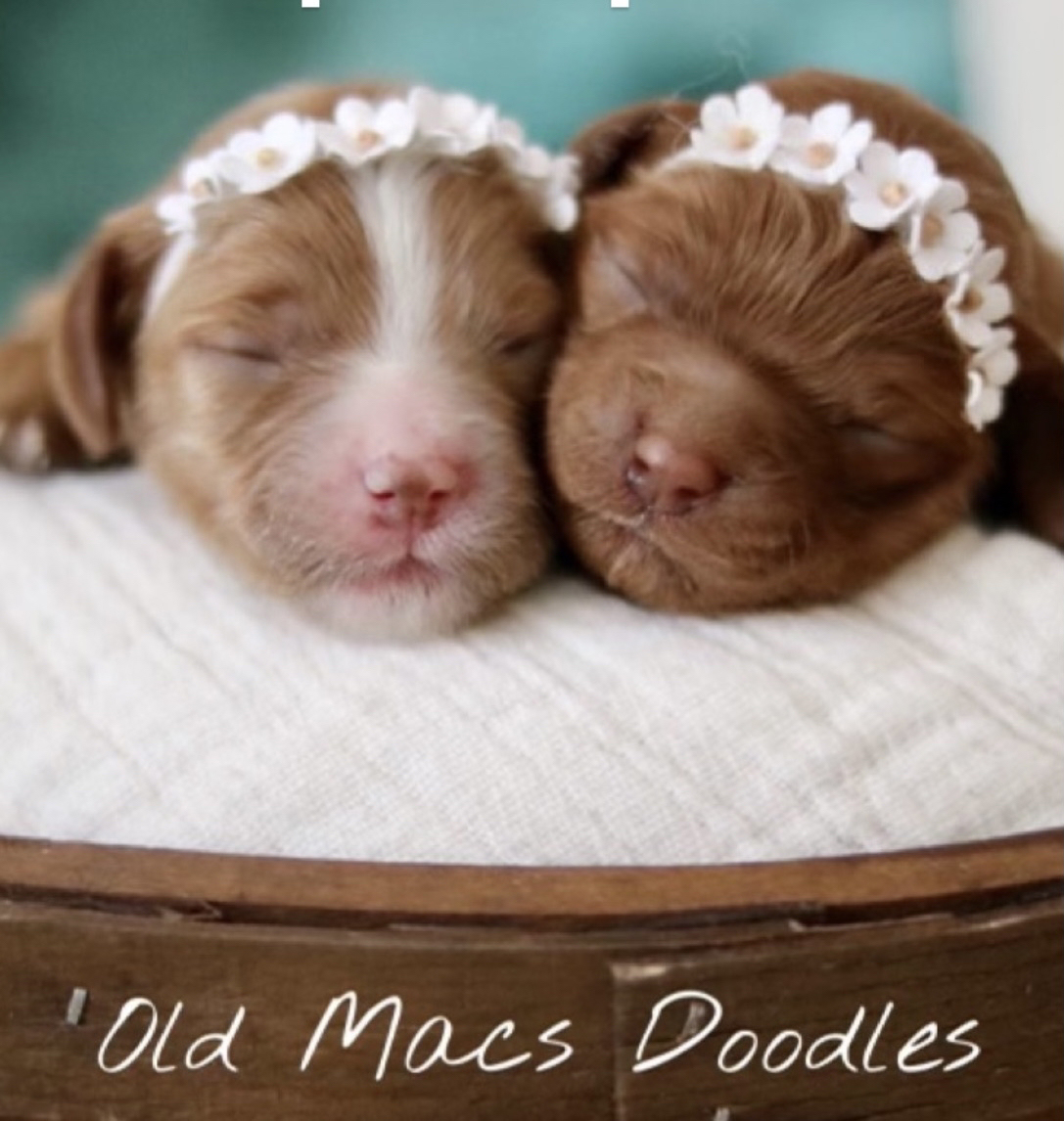 Designer Doodles – Designer Doodles